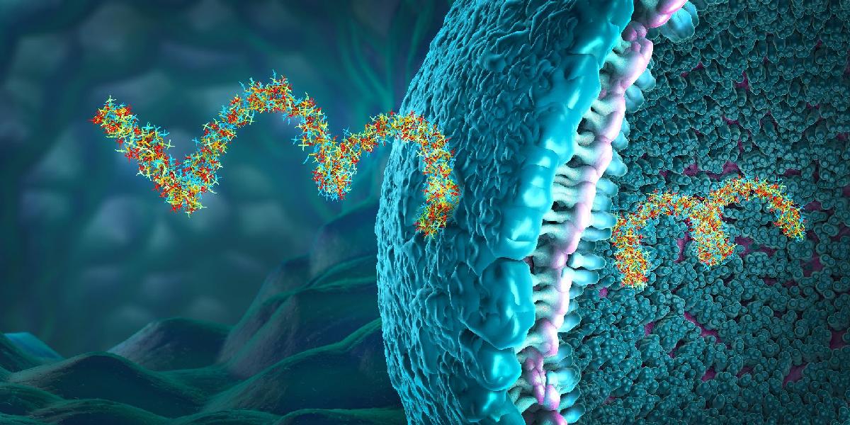 Regulus Therapeutics' phase 1b study shows 300 mg of miR-17-targeting ...