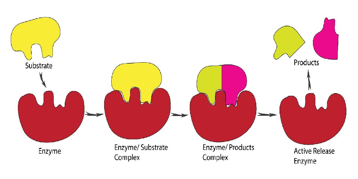 FDA grants Breakthrough Therapy Designation to enzyme replacement ...