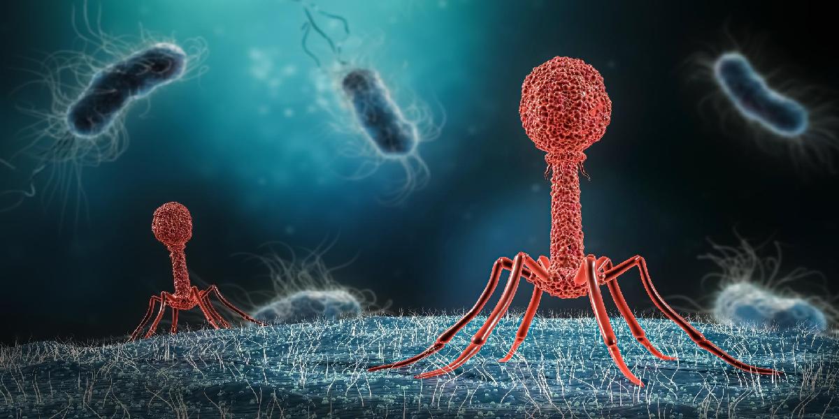 PHAXIAM Therapeutics and Technophage partnered to develop GMP phage ...
